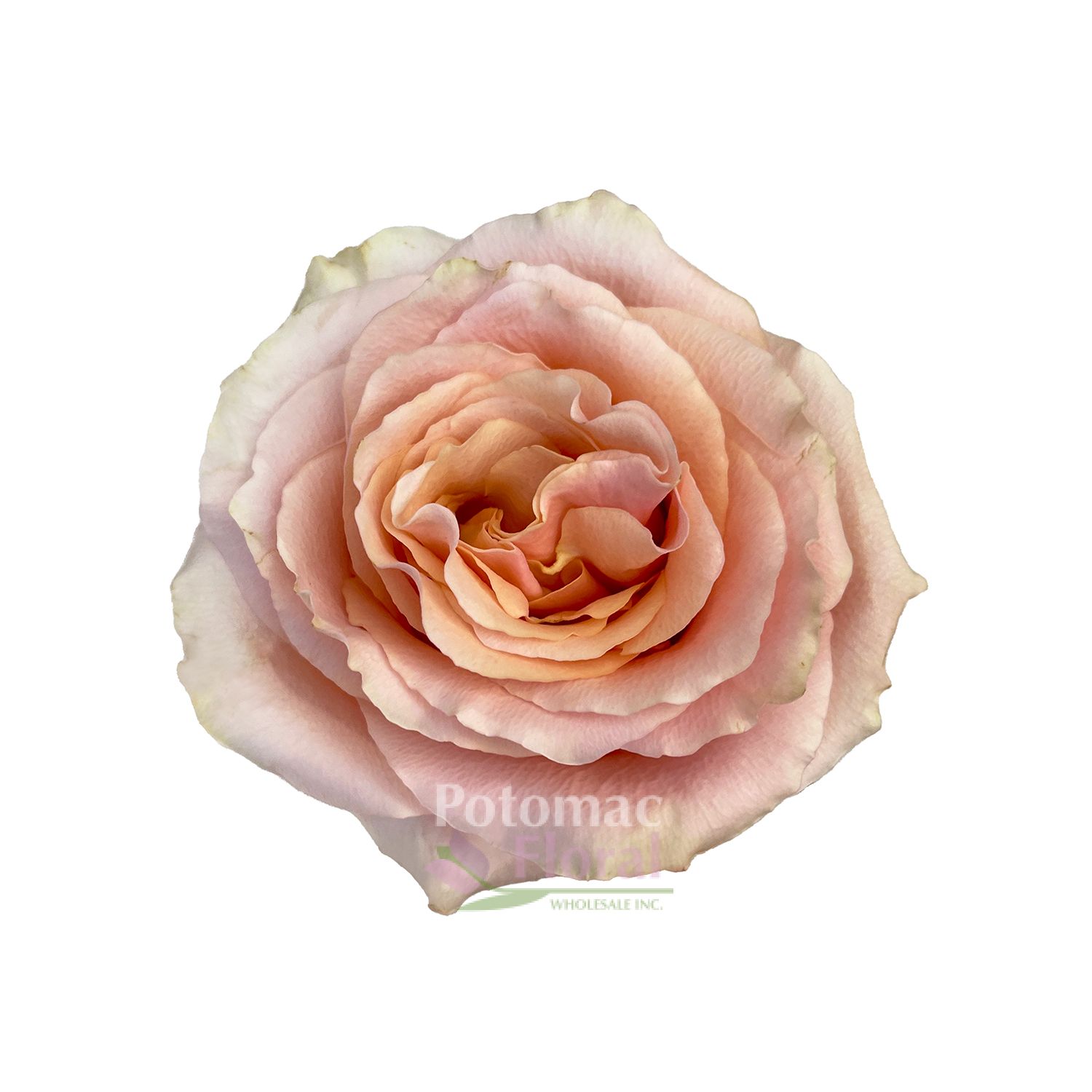 Carpe Diem Rose Peachy Coral heavy petals , 40 to 50 cm - Potomac Floral Wholesale